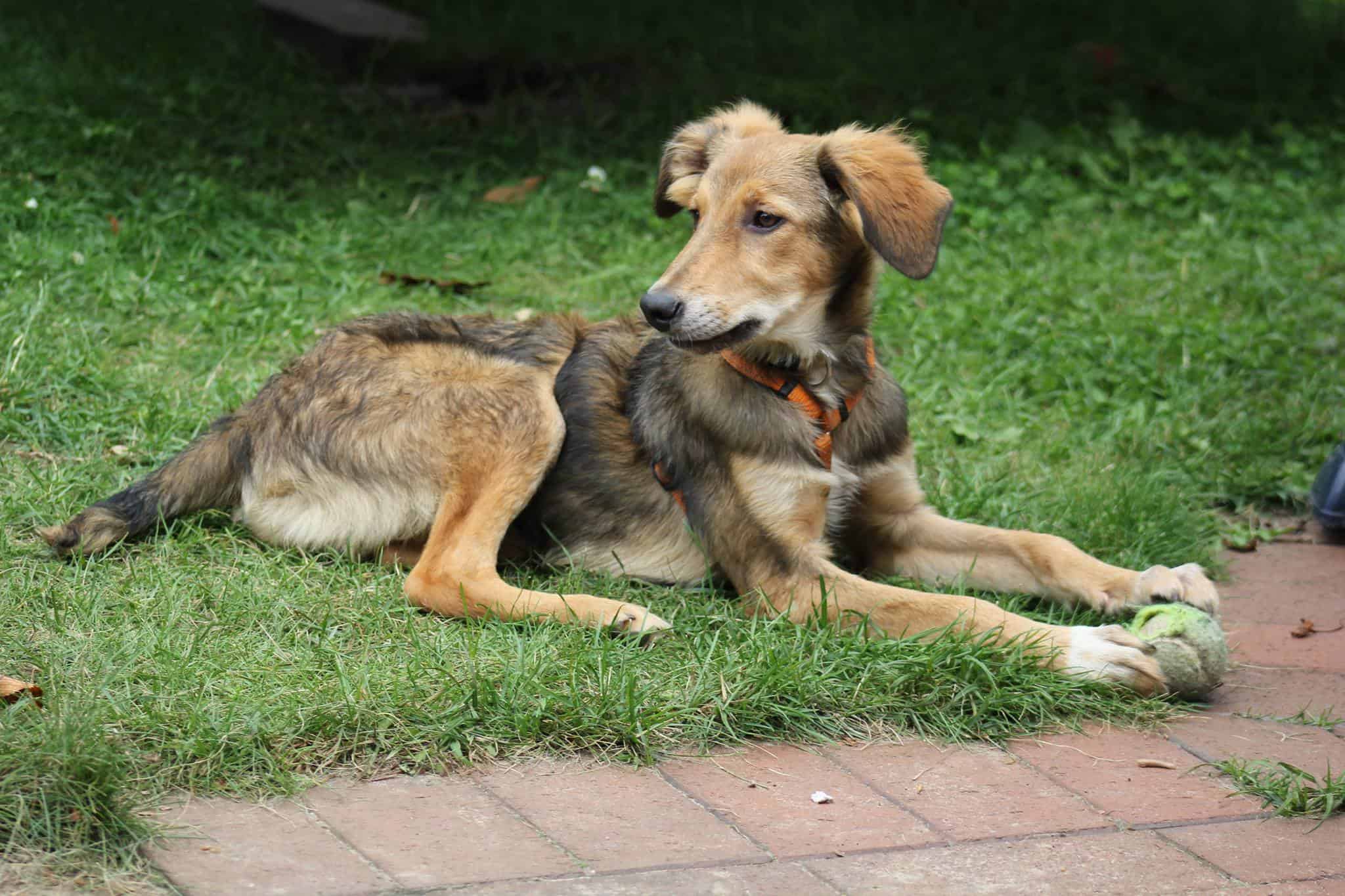 Hunde - Seelen für Seelchen